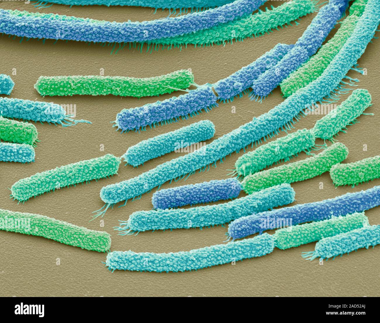 Bacillus megaterium bacterial colony, coloured scanning electron ... Bacillus megaterium bacterial colony, coloured scanning electron ...