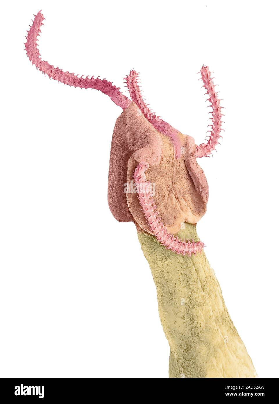 Grillotia tapeworm. Scanning electron micrograph (SEM) of the adult ...