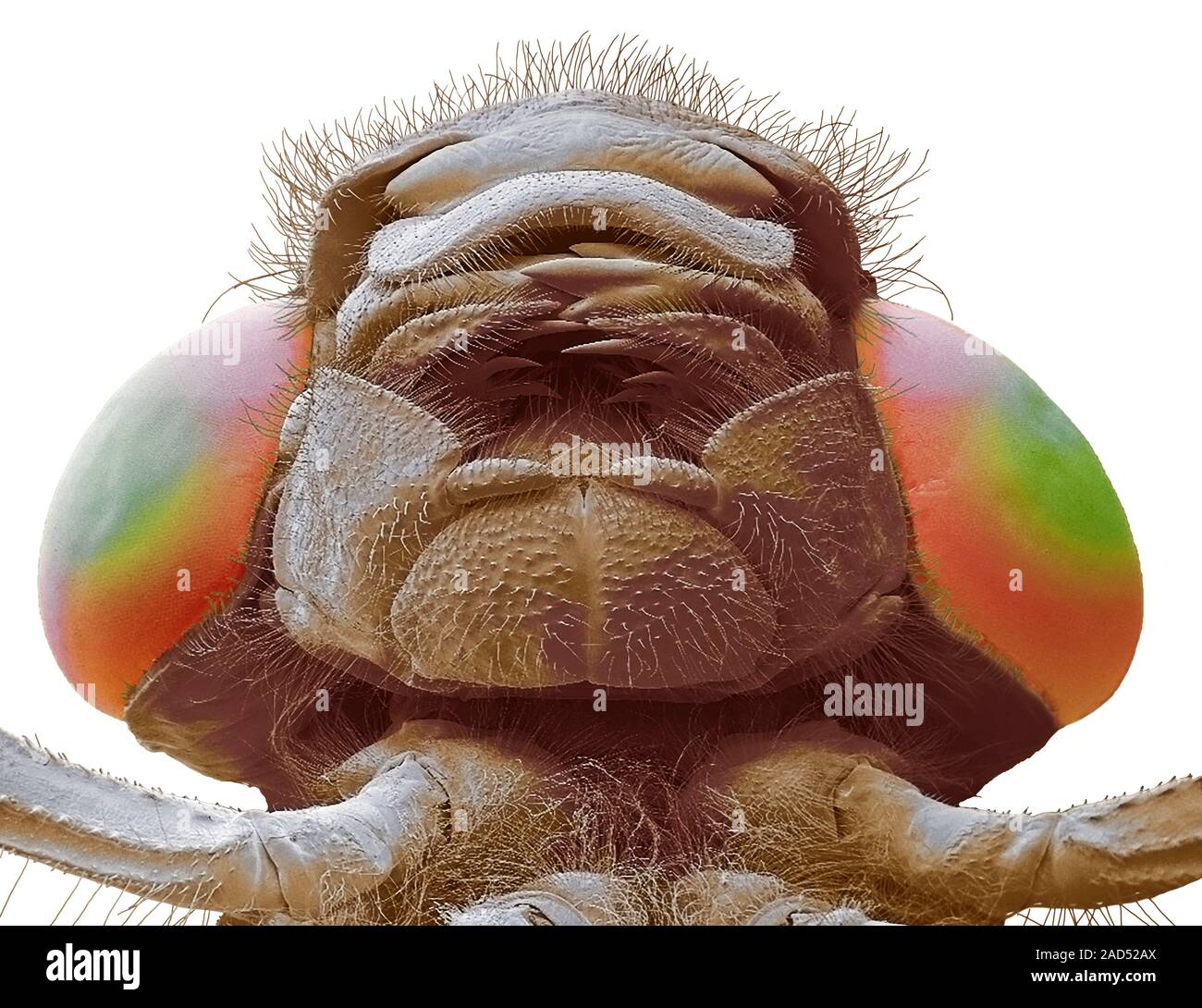 Dragonfly head. Colured scanning electron micrograph (SEM). Dragonflies ...