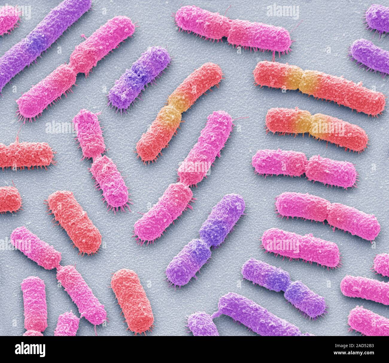 Bacillus megaterium bacterial colony, coloured scanning electron ... Bacillus megaterium bacterial colony, coloured scanning electron ...