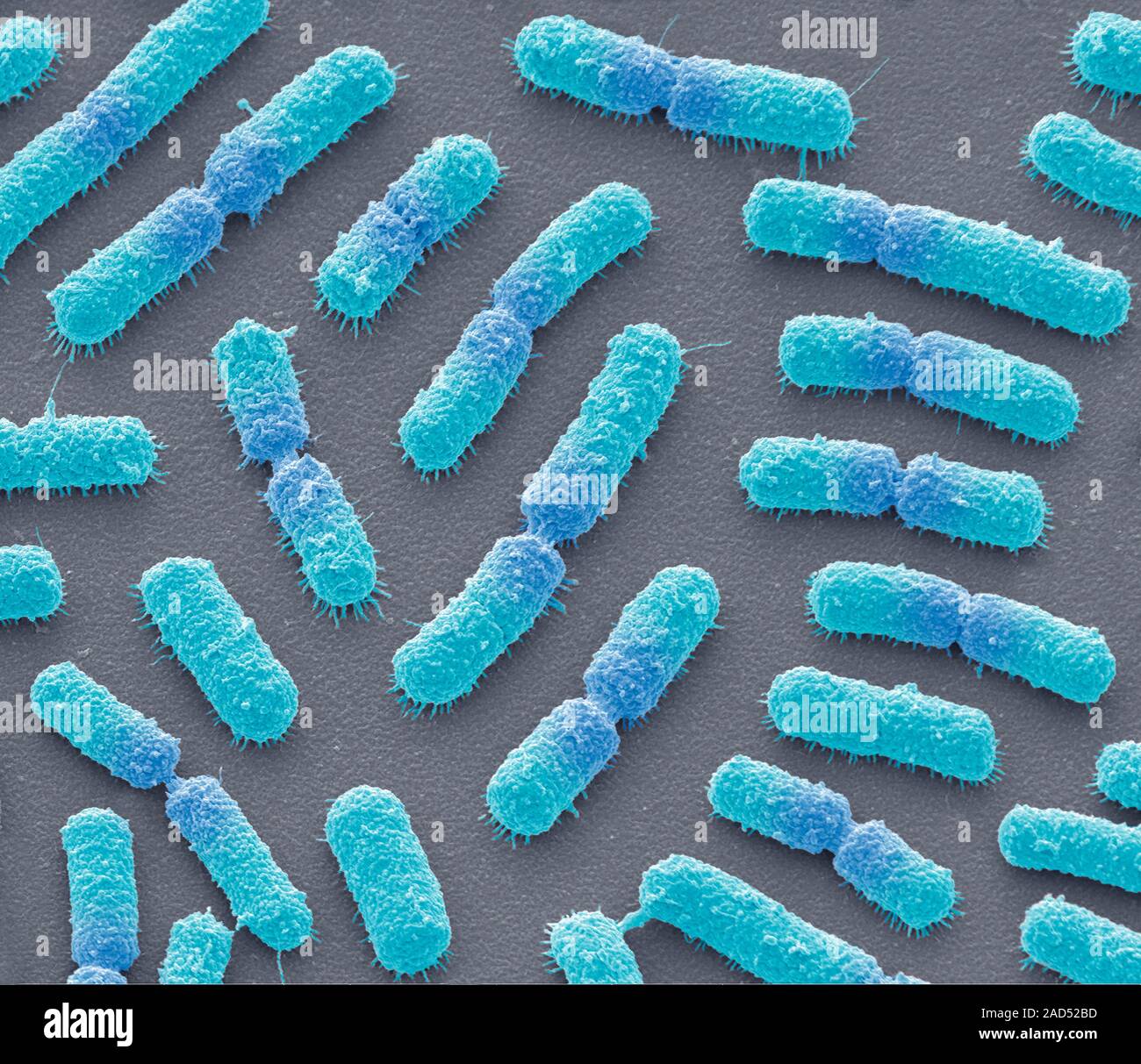Bacillus megaterium bacterial colony, coloured scanning electron ... Bacillus megaterium bacterial colony, coloured scanning electron ...