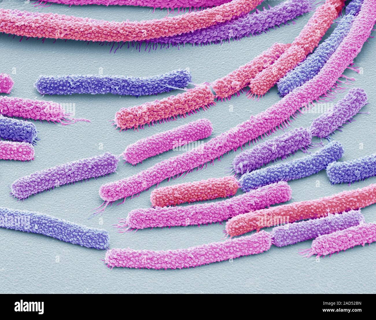 Bacillus megaterium bacterial colony, coloured scanning electron ... Bacillus megaterium bacterial colony, coloured scanning electron ...