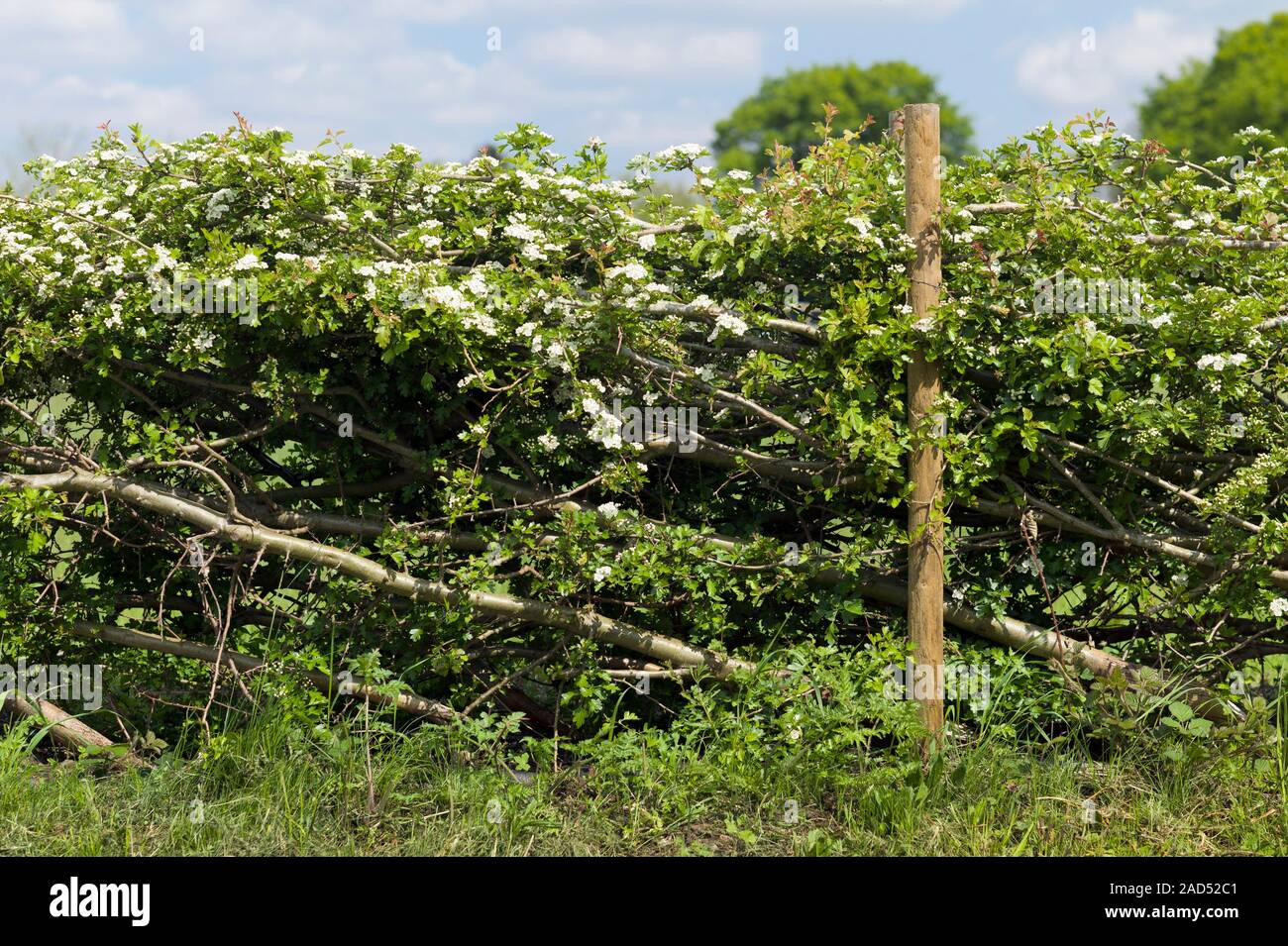 A section of a field hedge in Norfolk UK, in late May. The picture ...