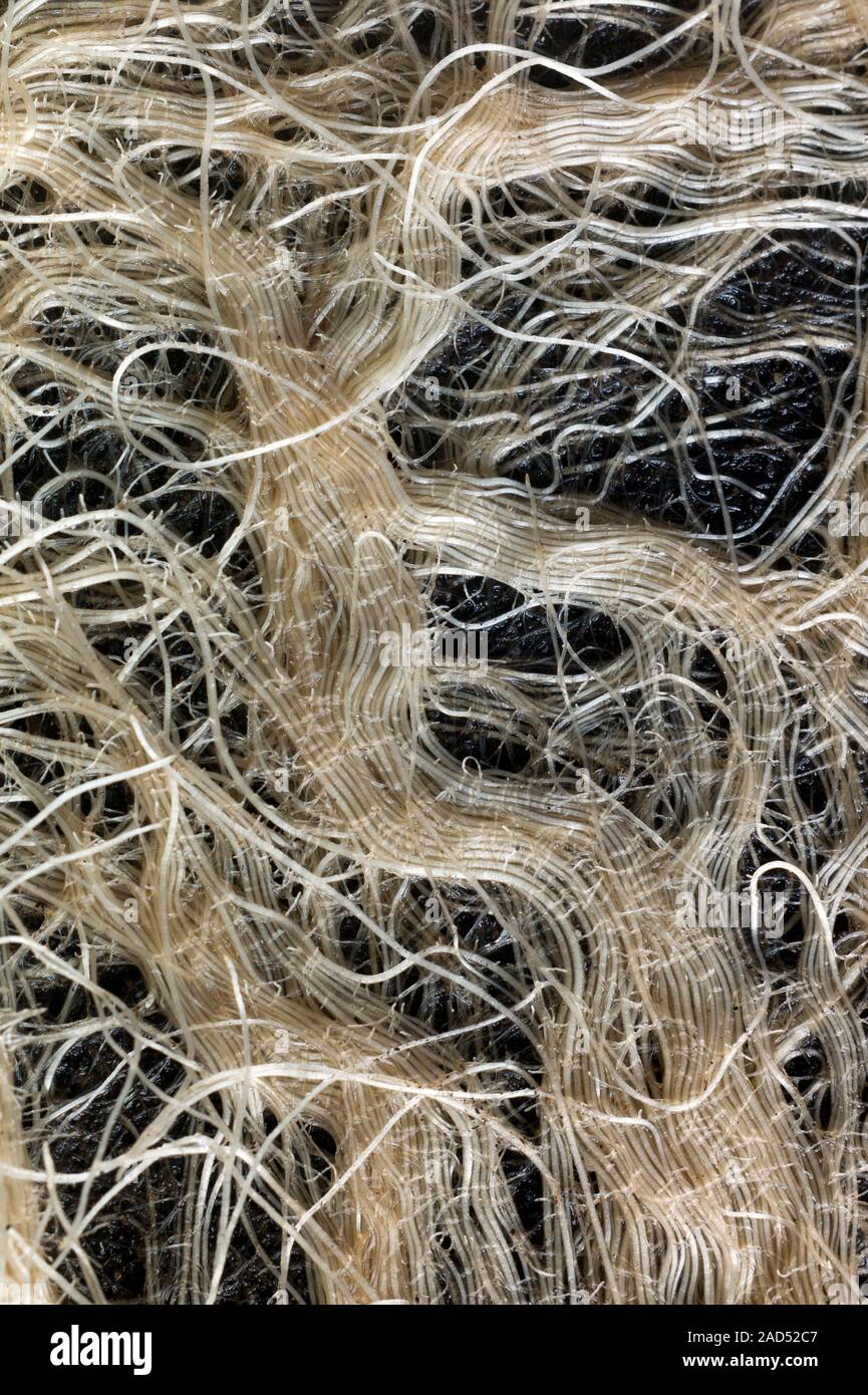 Roots of the annual meadow-grass, Poa annua. The pictures shows the ...