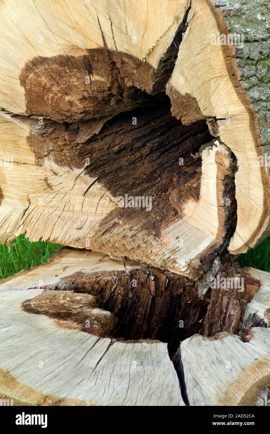 A felled sessile, or durmast, oak tree (Quercus petraea). The picture ...