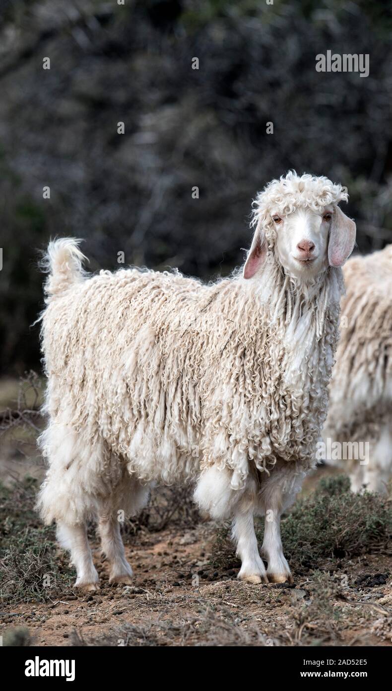 Angora goat (Capra aegagrus hircus) is a variety of domestic goat that ...