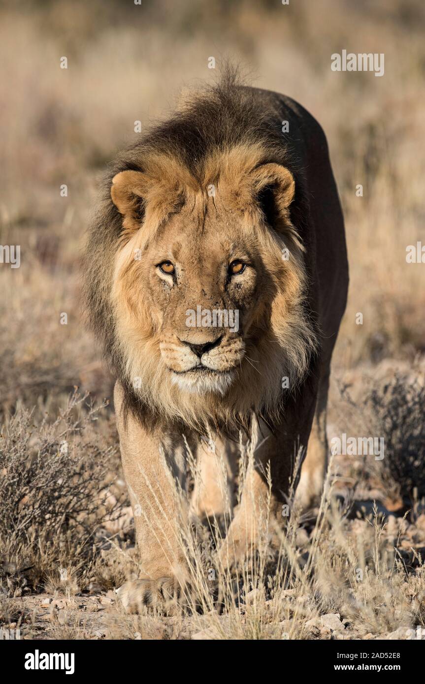 A male African Lion (Panthera Leo) in the Auob riverbed in Kgalagadi ...