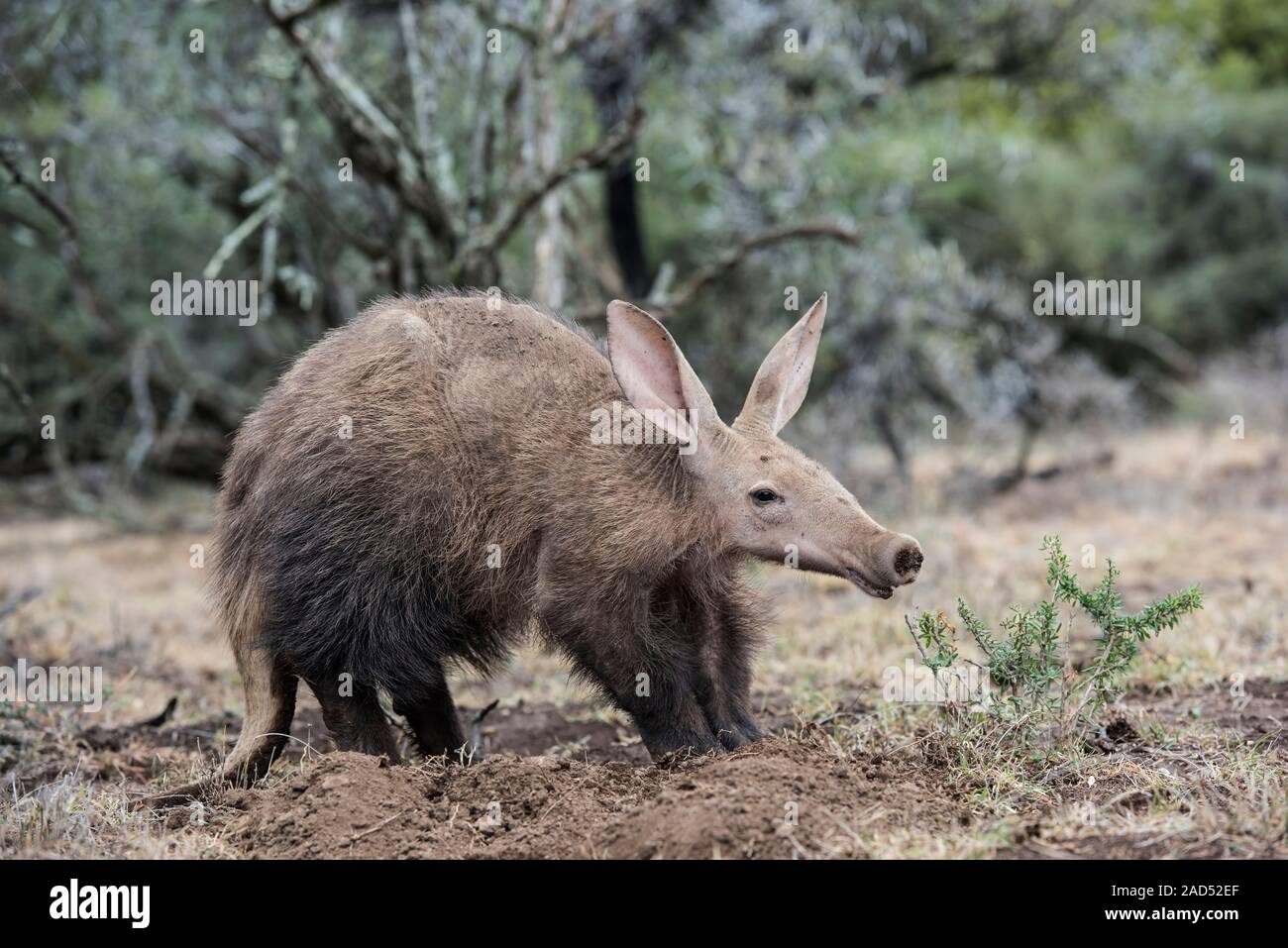 The Aardvark (Orycteropus afer) is a burrowing insectivorous mammal and ...