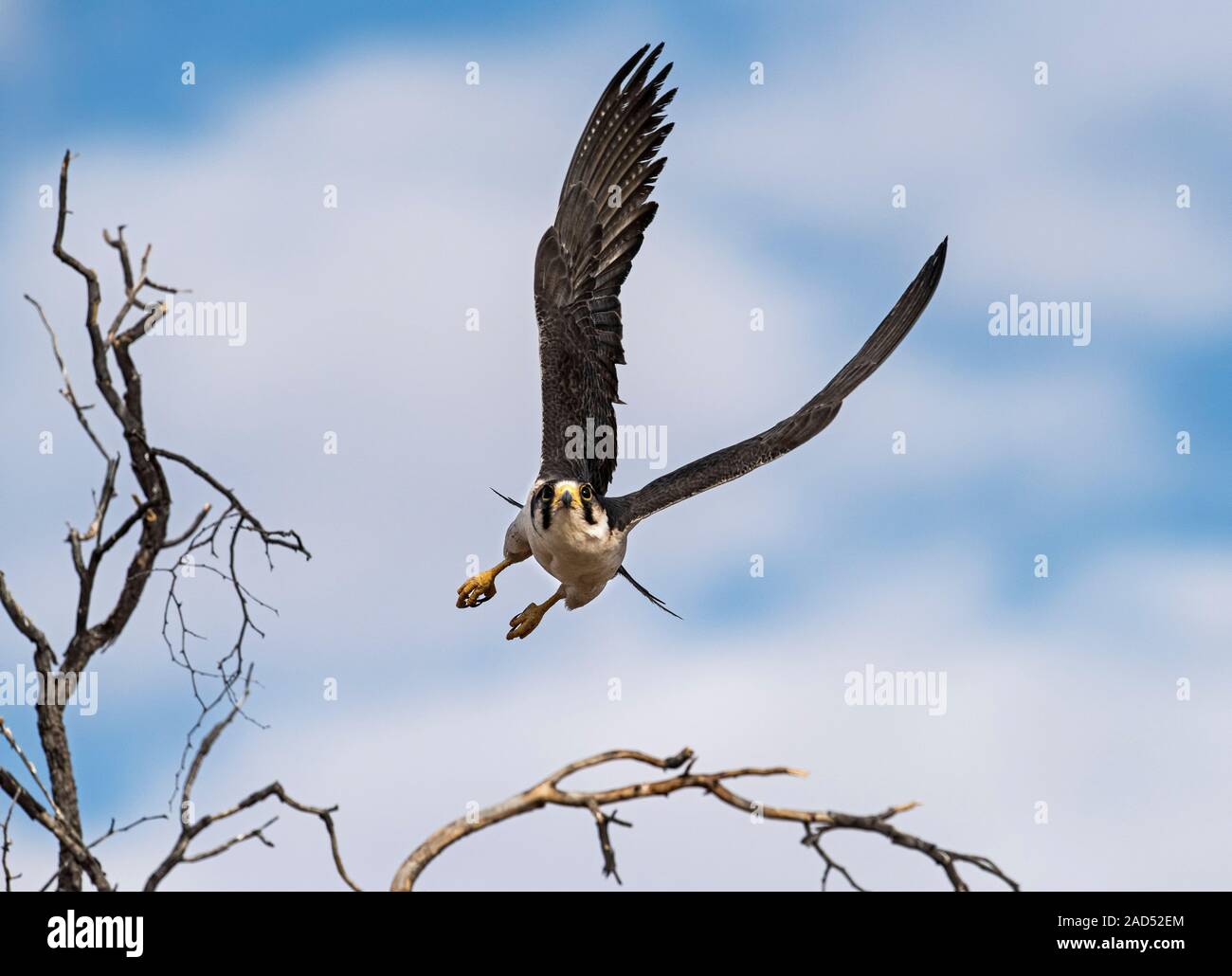 Lanner falcon (Falco biarmicus). This bird of prey breeds throughout ...