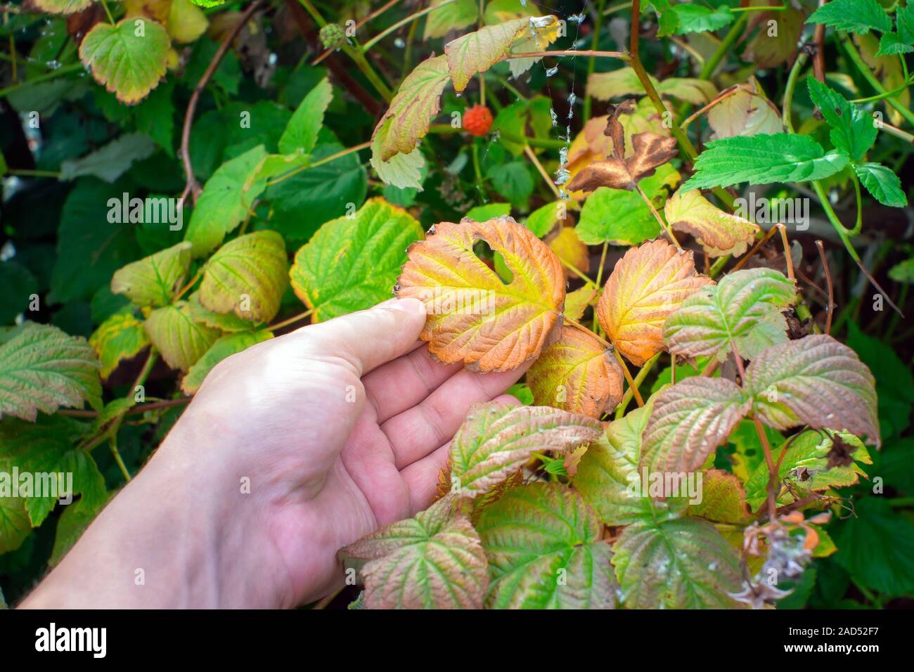 raspberry leaves invited by RBVD disease. Autumn plant diseases Stock ...