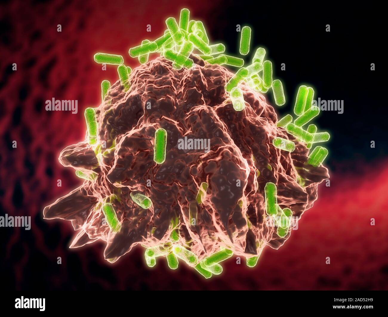 Macrophage (brown) engulfing bacteria (green), illustration ...