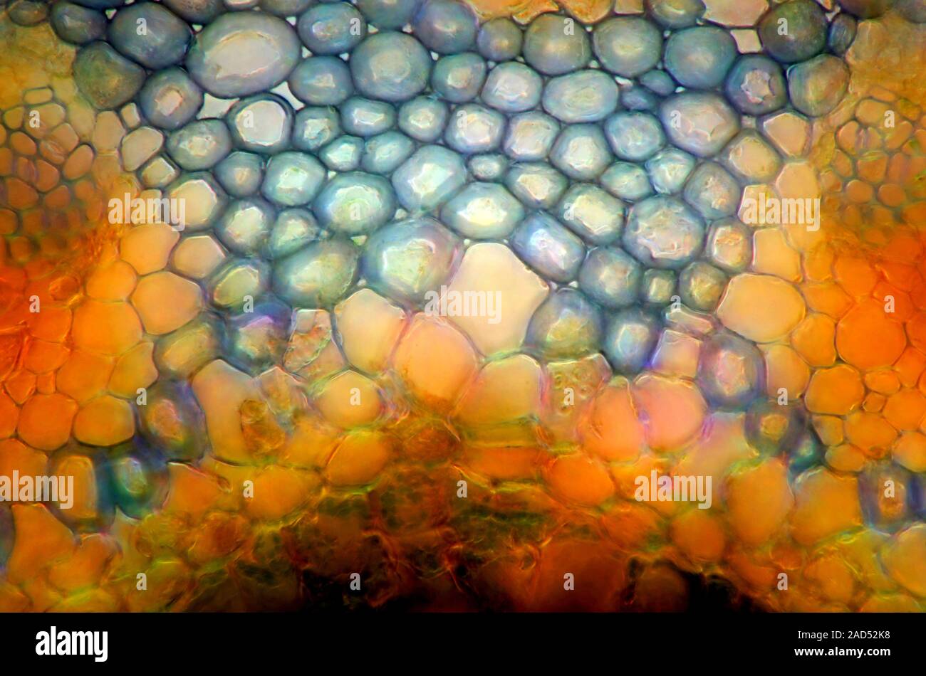 Pine needle. Darkfield illuminated polarised light micrograph of a ...