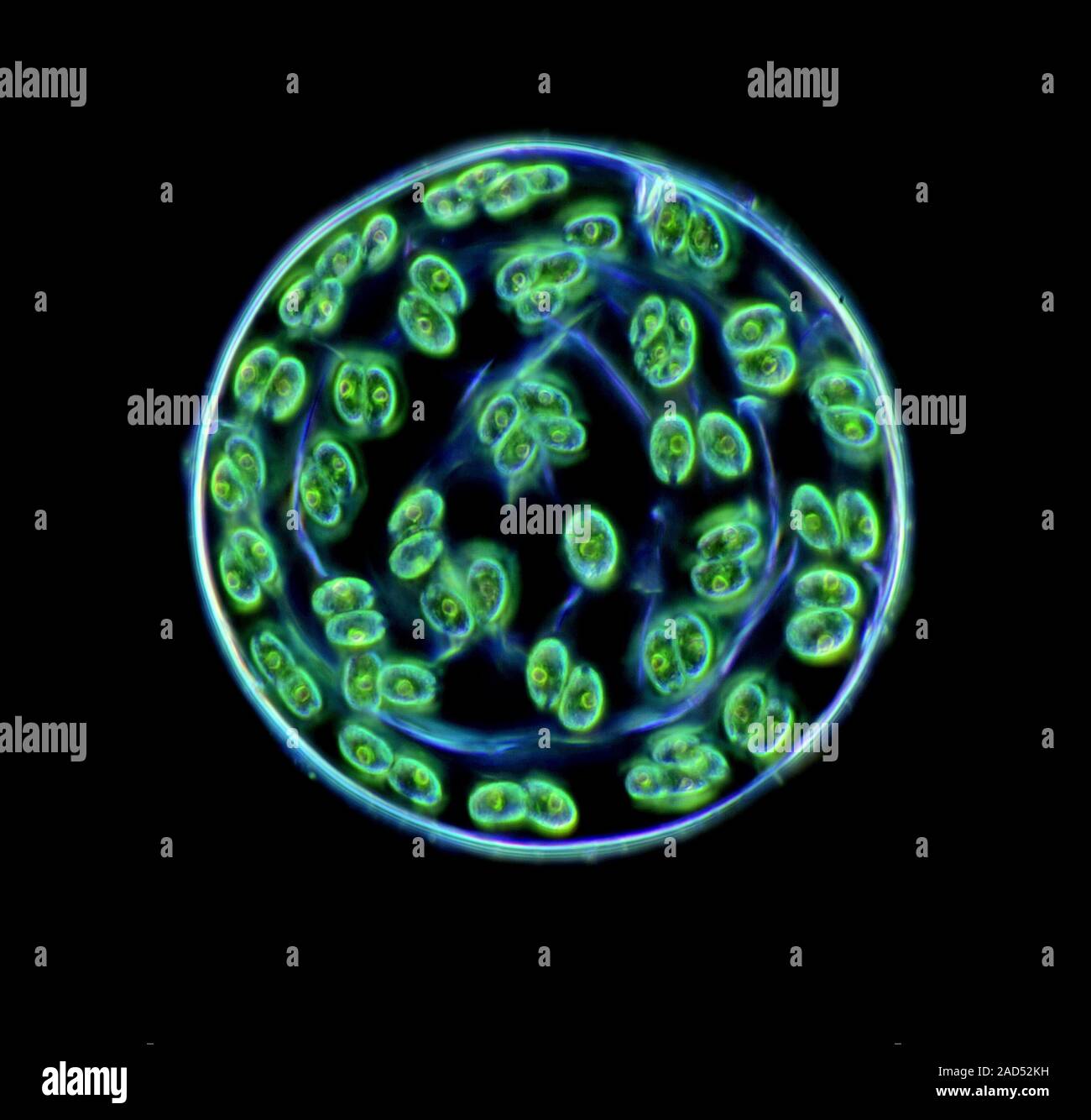 A spherical colony of green algae, darkfield illuminated polarised ...