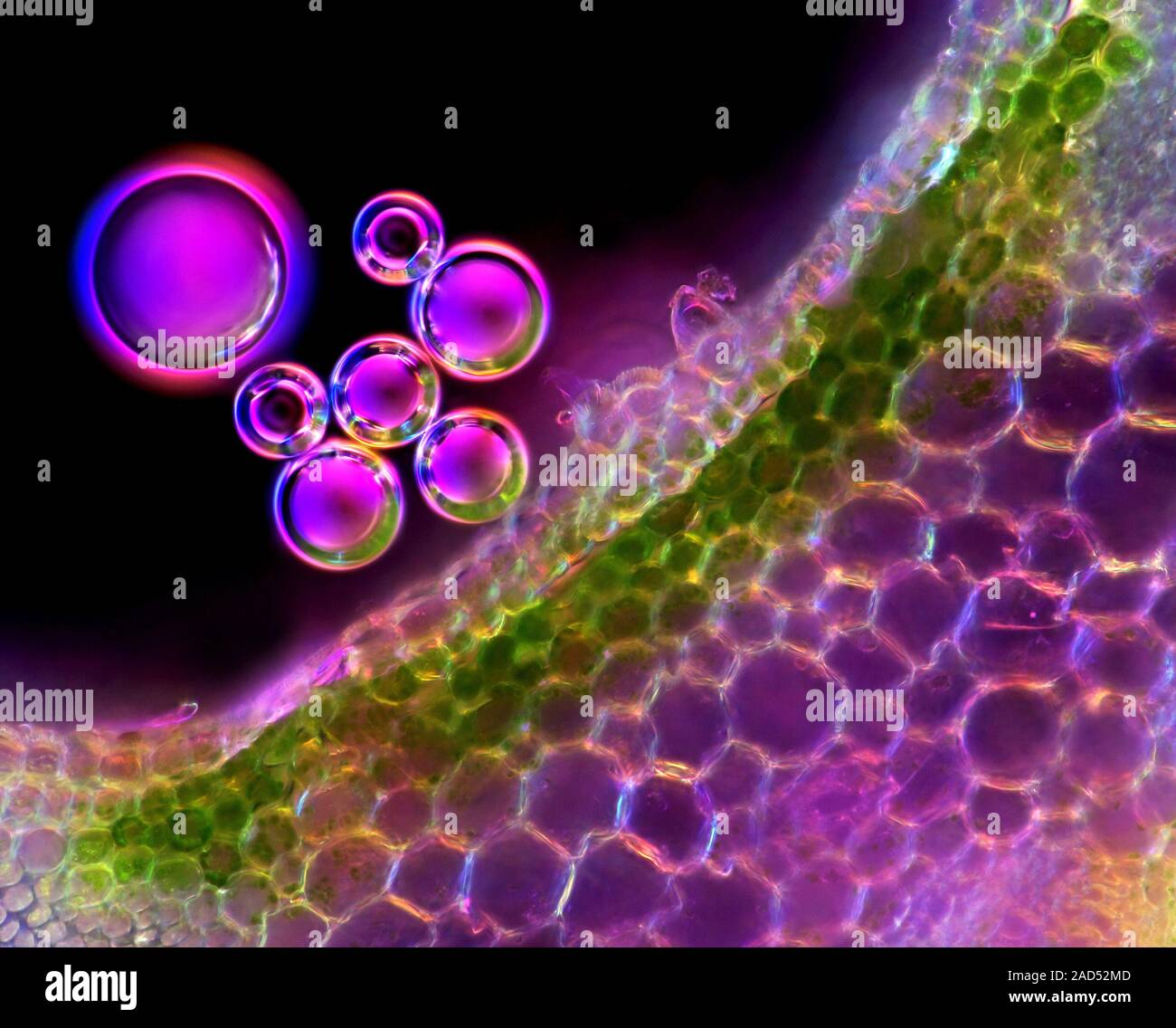 Angelica plant stem. Darkfield illuminated polarised light micrograph ...
