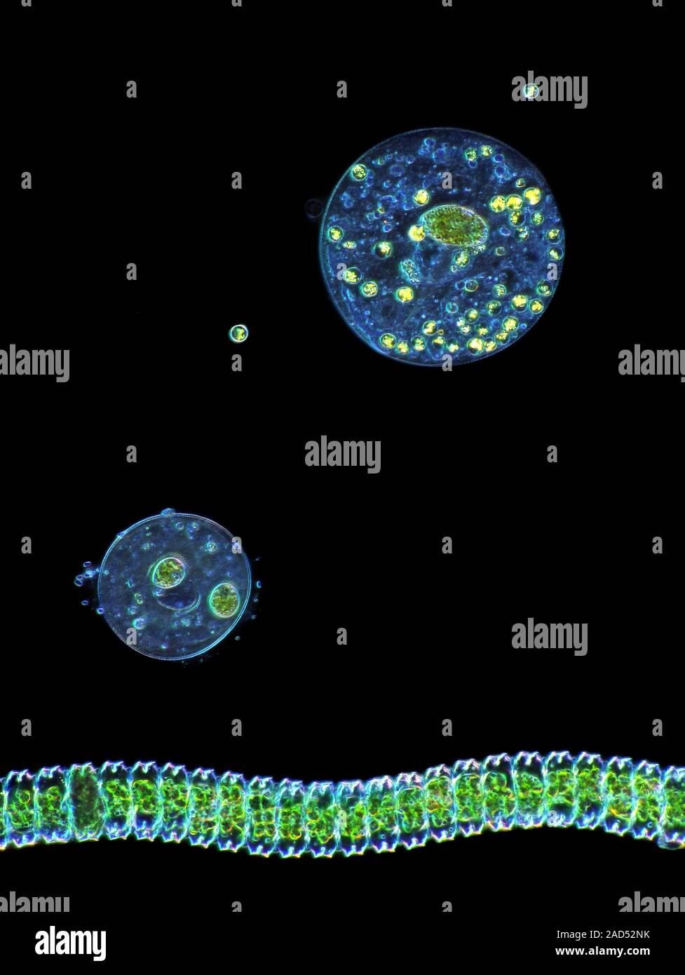 Testate amoebae and desmid. Darkfield illuminated polarised light ...