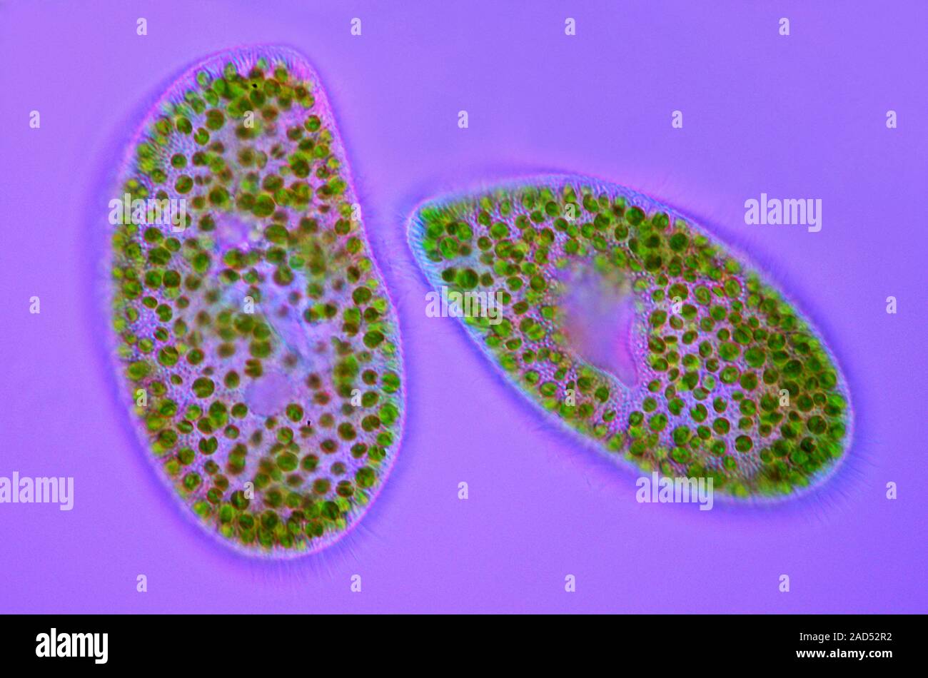 Paramecium bursaria protozoan. Polarised light micrograph of two ...