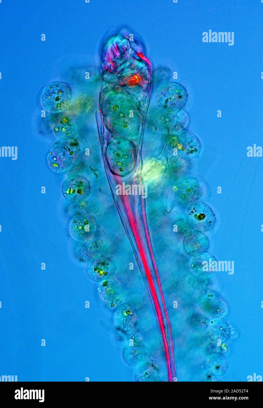 Rotifer. Polarised light micrograph of a Ptygura sp. rotifer. Rotifers ...