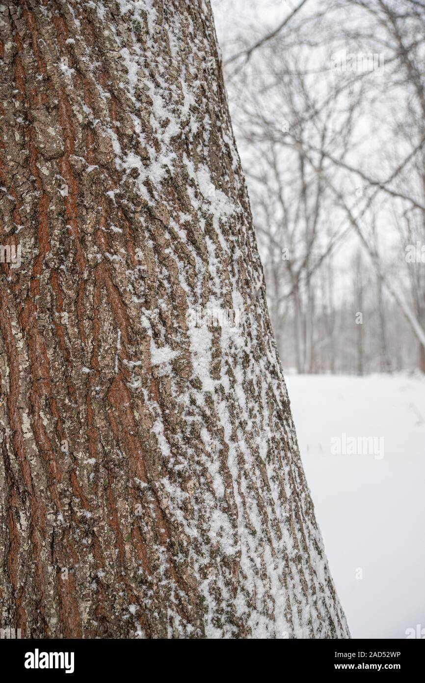 Cut back trees hi-res stock photography and images - Alamy