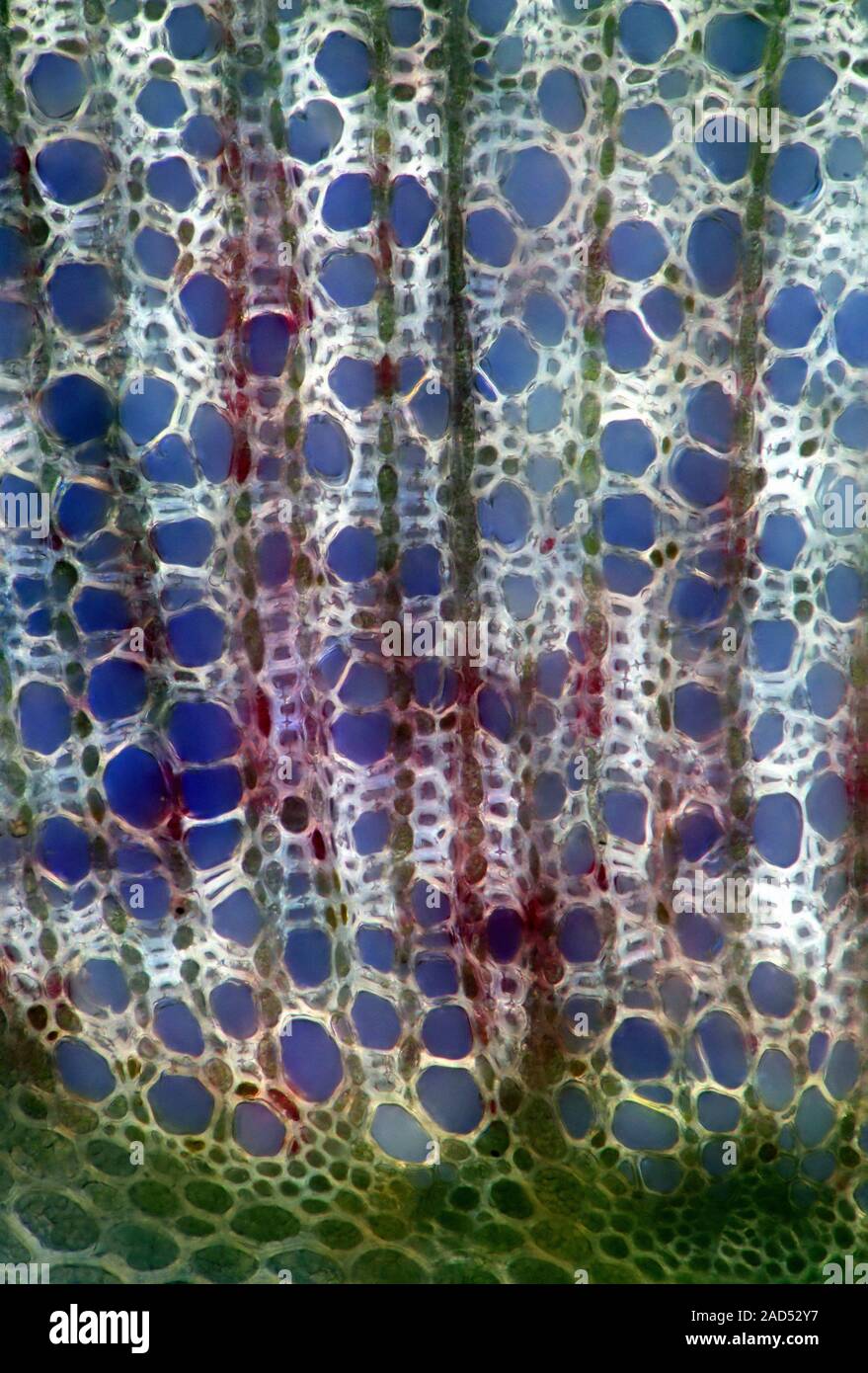 Apple stem. Polarised light micrograph of a cross section through ...