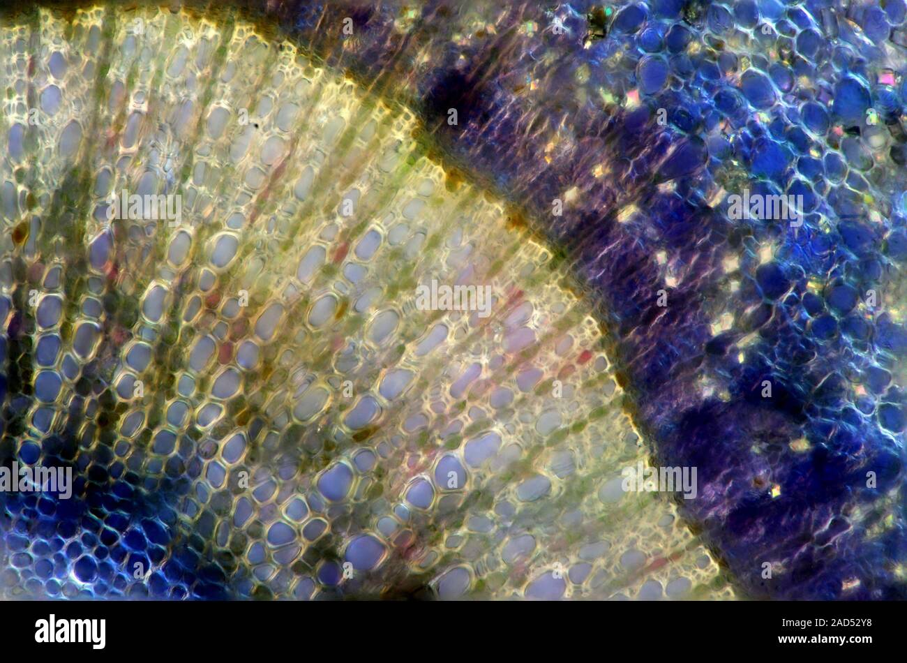 Apple stem. Polarised light micrograph of a cross section through ...