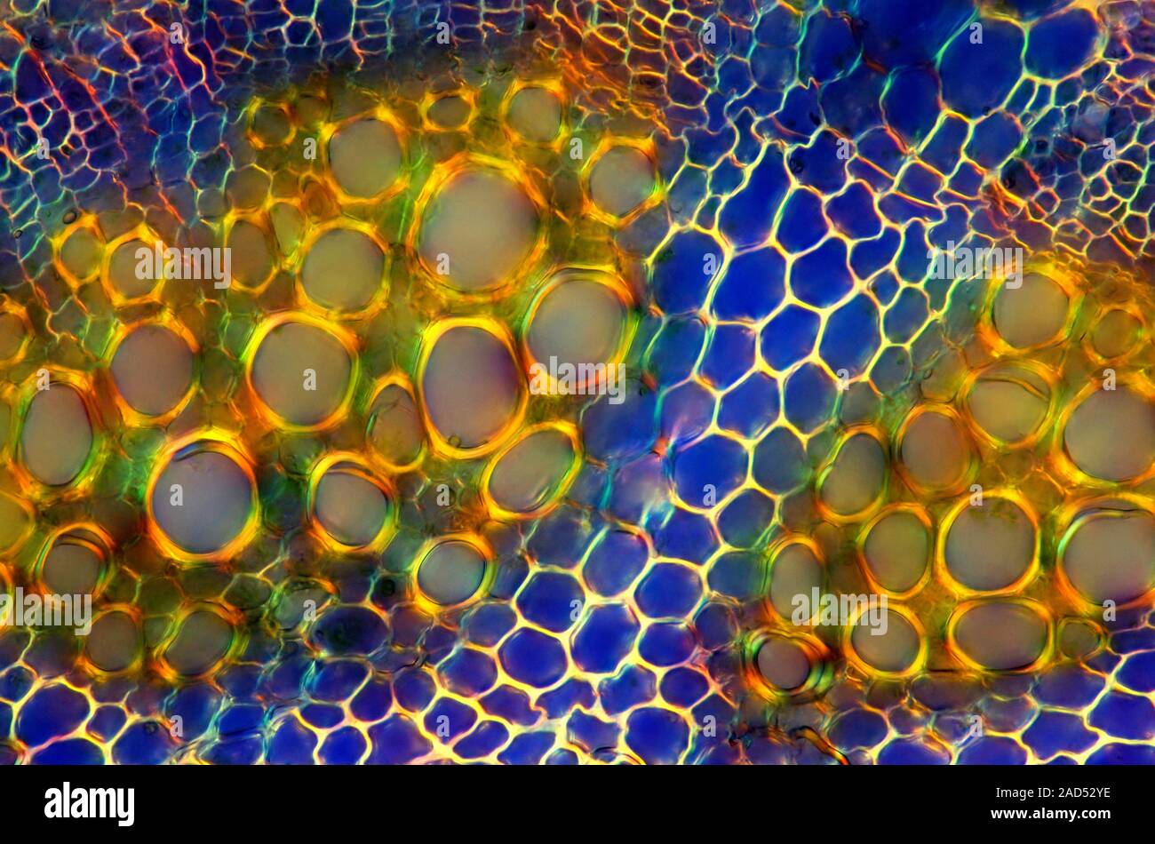 Wild cabbage stem. Polarised light micrograph of a cross section ...