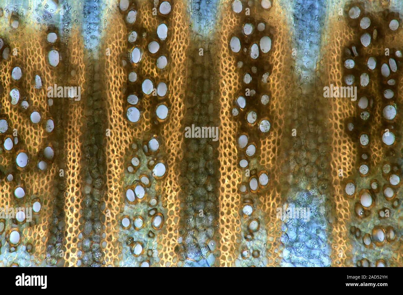 Wild cabbage stem. Polarised light micrograph of a cross section ...