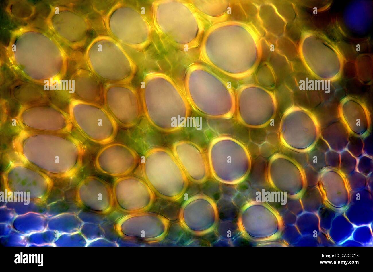 Wild cabbage stem. Polarised light micrograph of a cross section ...