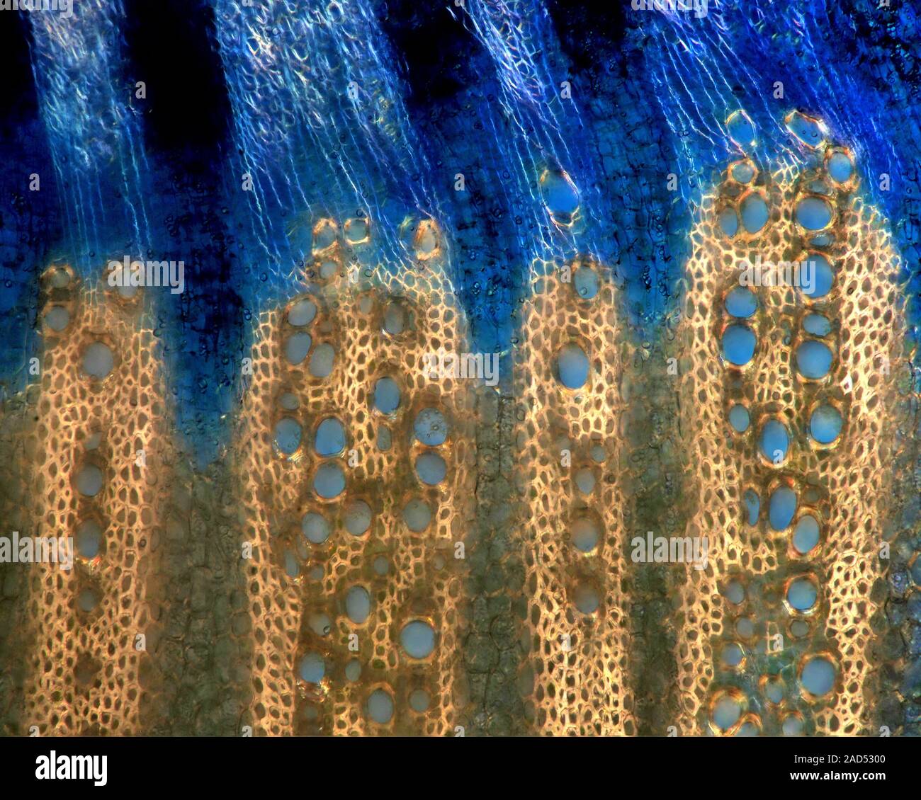 Wild cabbage stem. Polarised light micrograph of a cross section ...