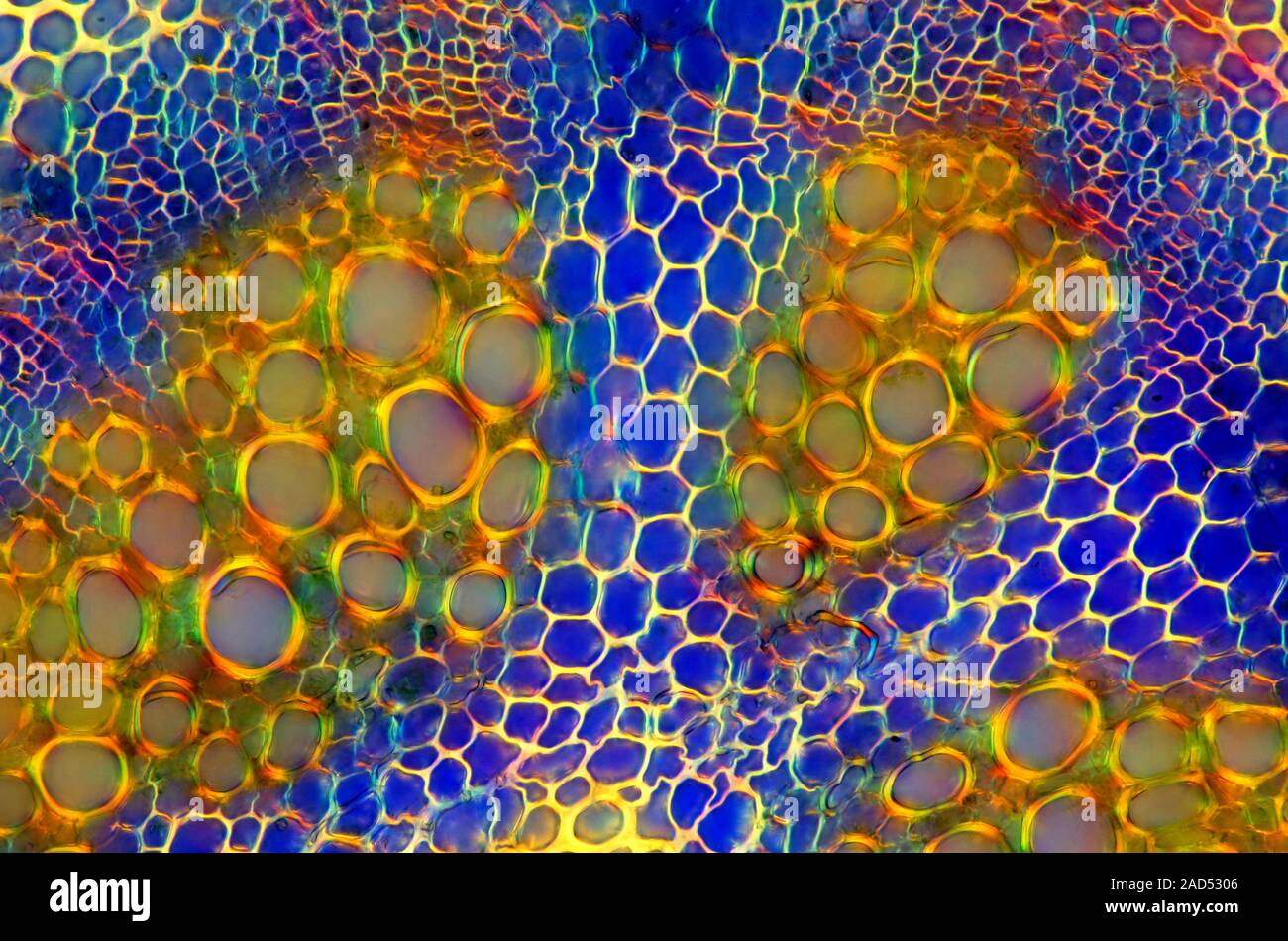 Wild cabbage stem. Polarised light micrograph of a cross section ...