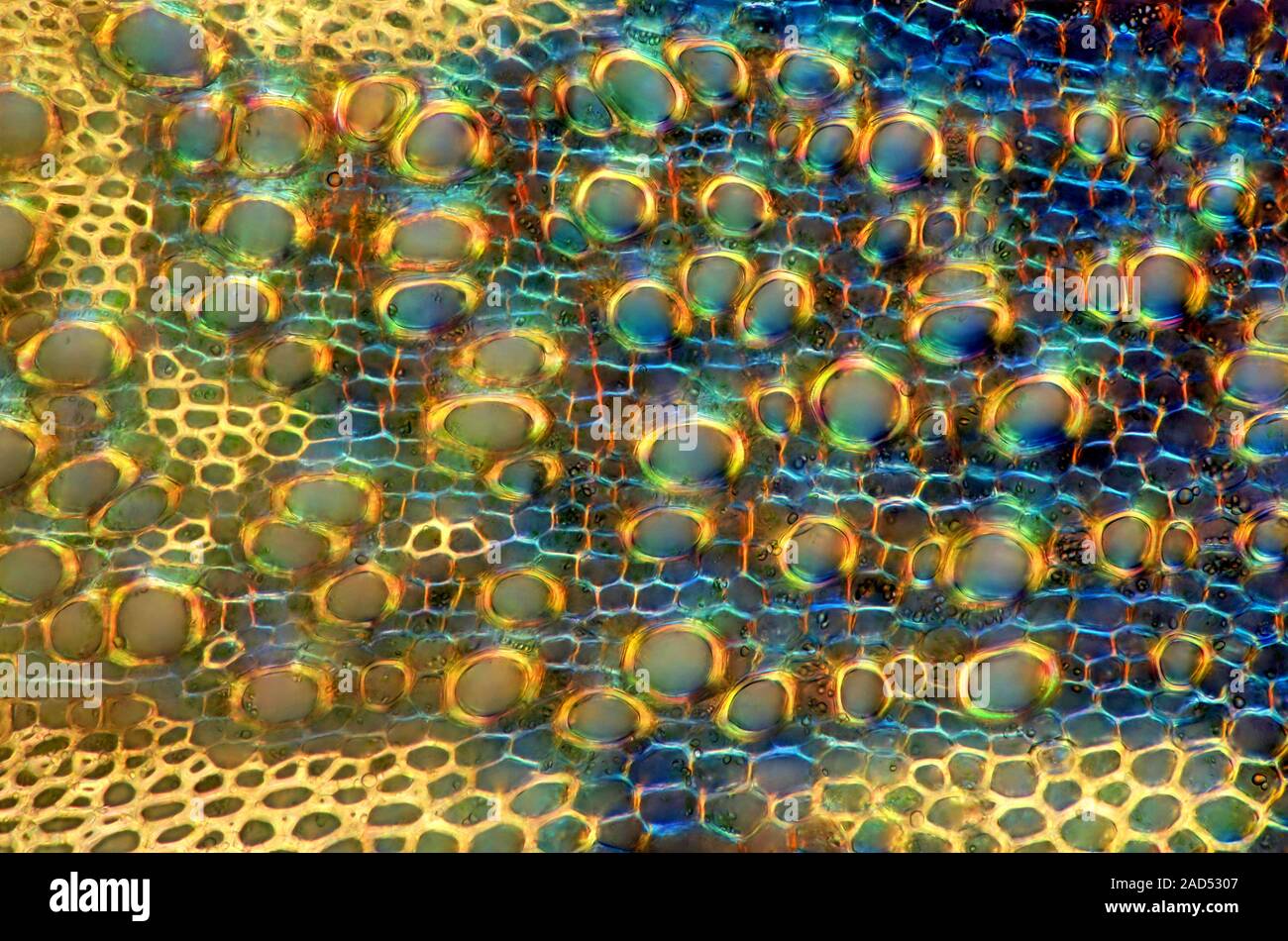 Wild cabbage stem. Polarised light micrograph of a cross section ...