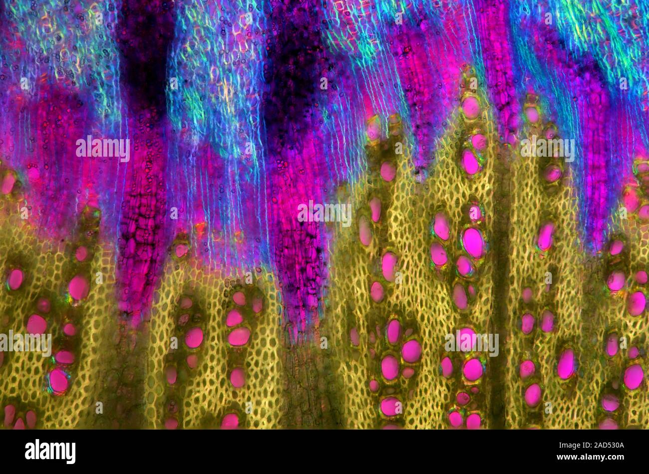Wild cabbage stem. Polarised light micrograph of a cross section ...