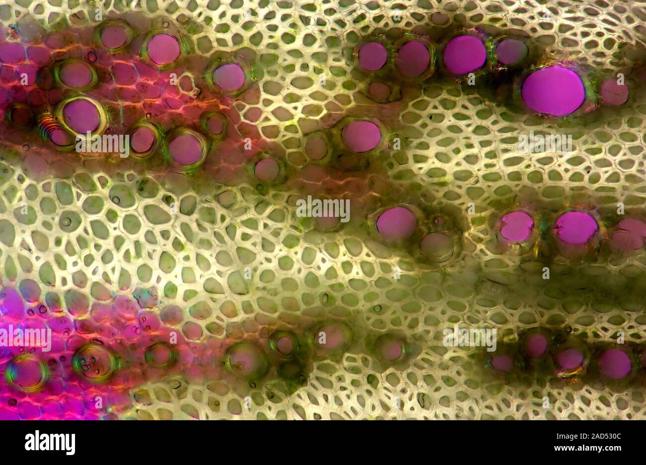 Wild cabbage stem. Polarised light micrograph of a cross section ...