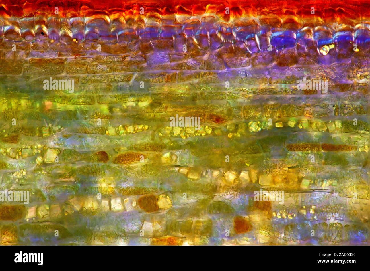 Swedish whitebeam stem. Polarised light micrograph of a longitudinal ...