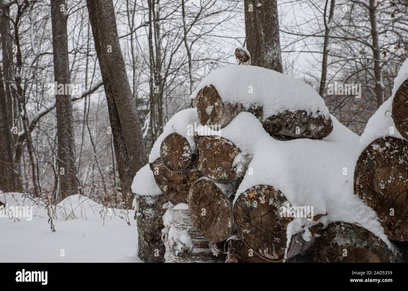 Cut back trees hi-res stock photography and images - Alamy