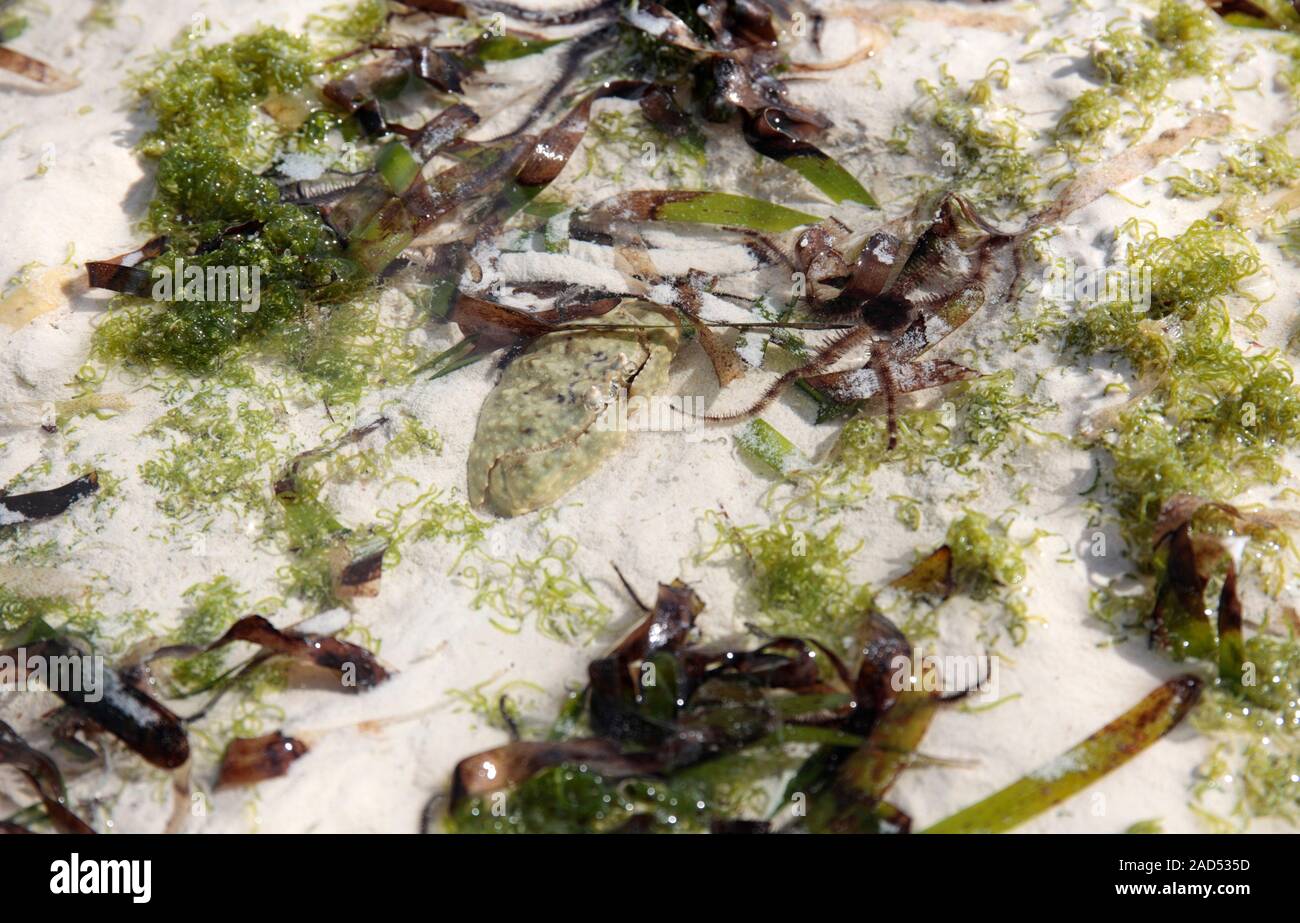 Box crab buried in sand in a tidal pool. Hepatic box crab (Calappa ...