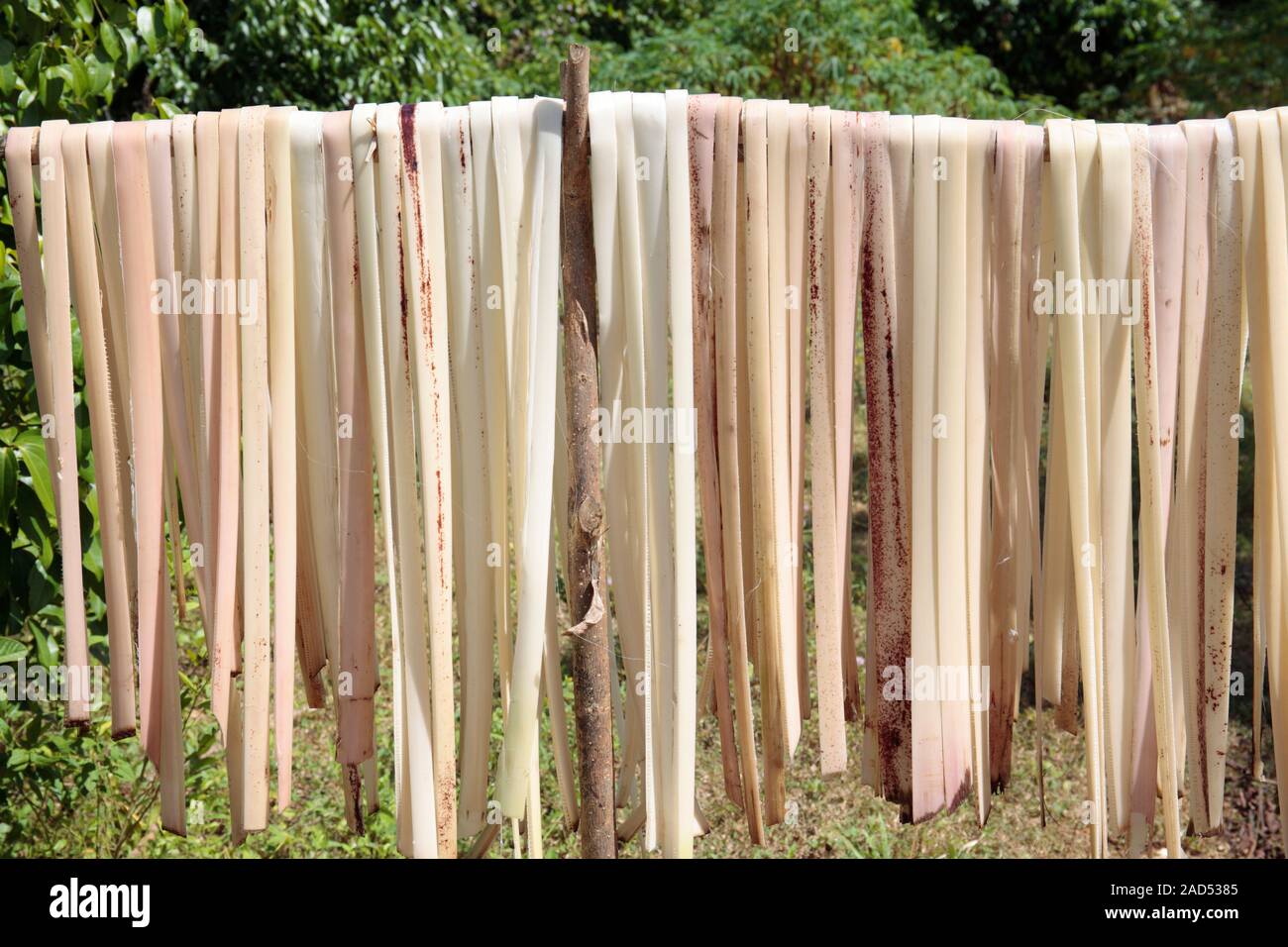 Drying palm leaves to be used in the construction of homes ...