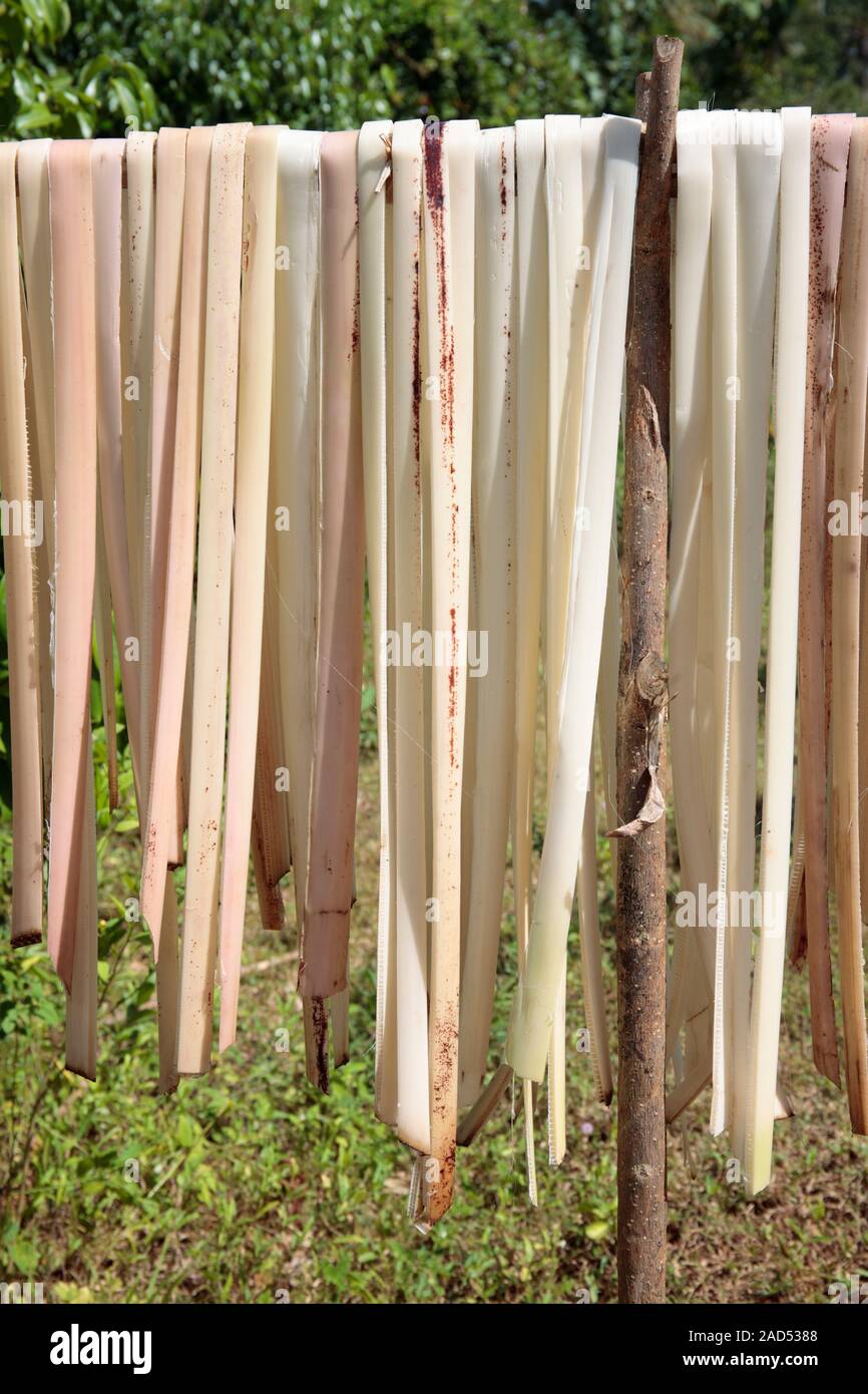 Drying palm leaves to be used in the construction of homes ...