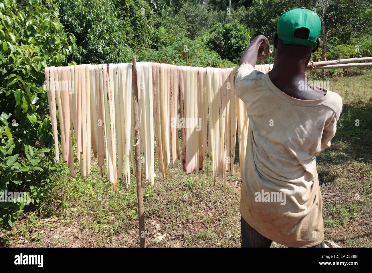 Drying palm leaves to be used in the construction of homes ...