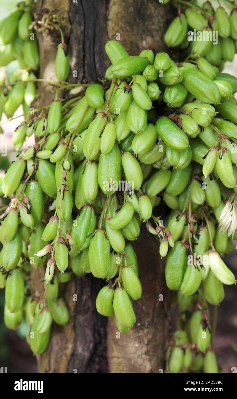 Bilimbi tree (Averrhoa bilimbi) fruit. This plant is also known as the cucumber pickle tree, the ...