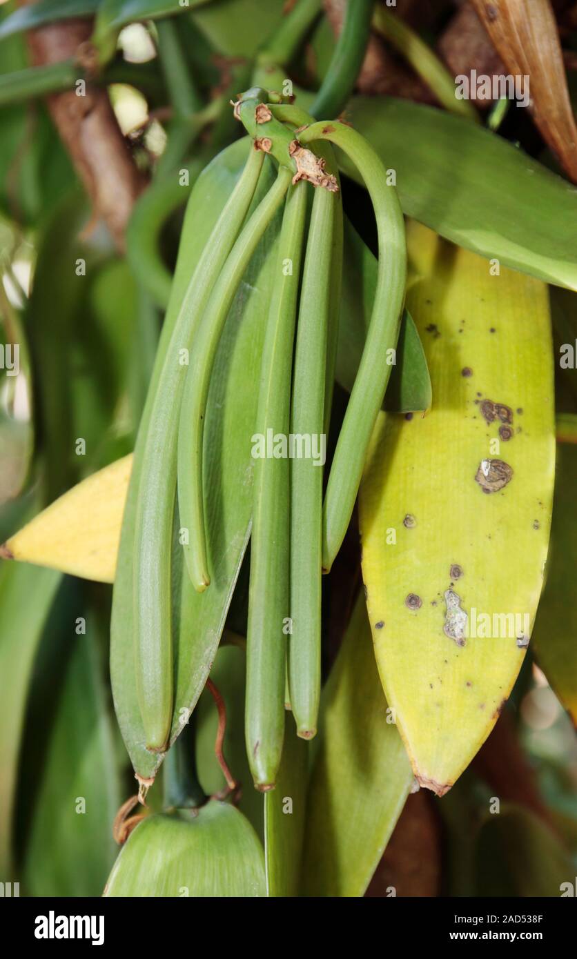 Vanilla orchid (Vanilla planifolia) pods. This is the source of vanilla ...