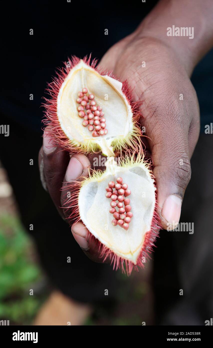 Lipstick tree (Bixa orellana) seed pod opened to show the seeds. This ...