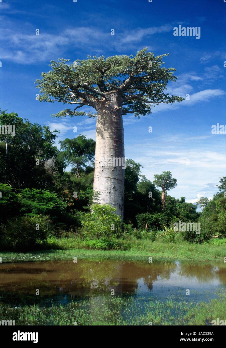 Grandidier's baobab (Adansonia grandidieri), Madagascar. This pecies ...