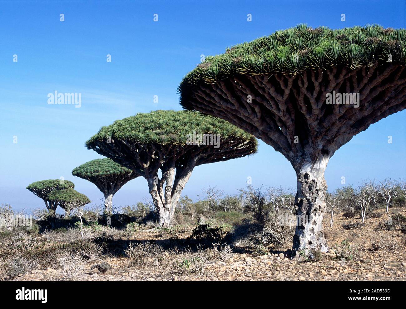 Dragon's blood trees (Dracaena cinnabari). The dragon's blood tree is ...