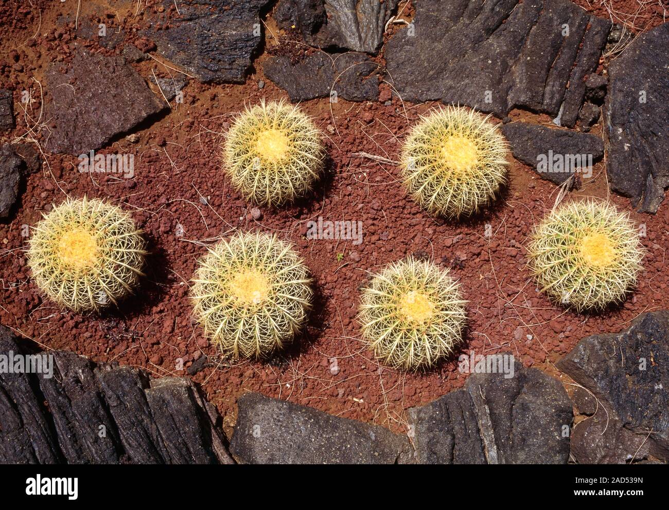 Echinocactus cacti. Cacti are plants that have evolved in arid ...