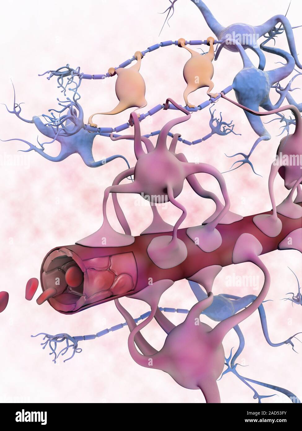 Blood-brain barrier. Illustration of the haematoencephalic barrier ... Blood-brain barrier. Illustration of the haematoencephalic barrier ...