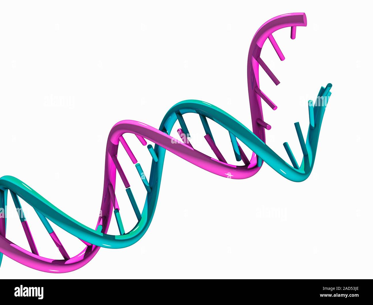 Conceptual illustration depicting the untangling of a double-stranded ...
