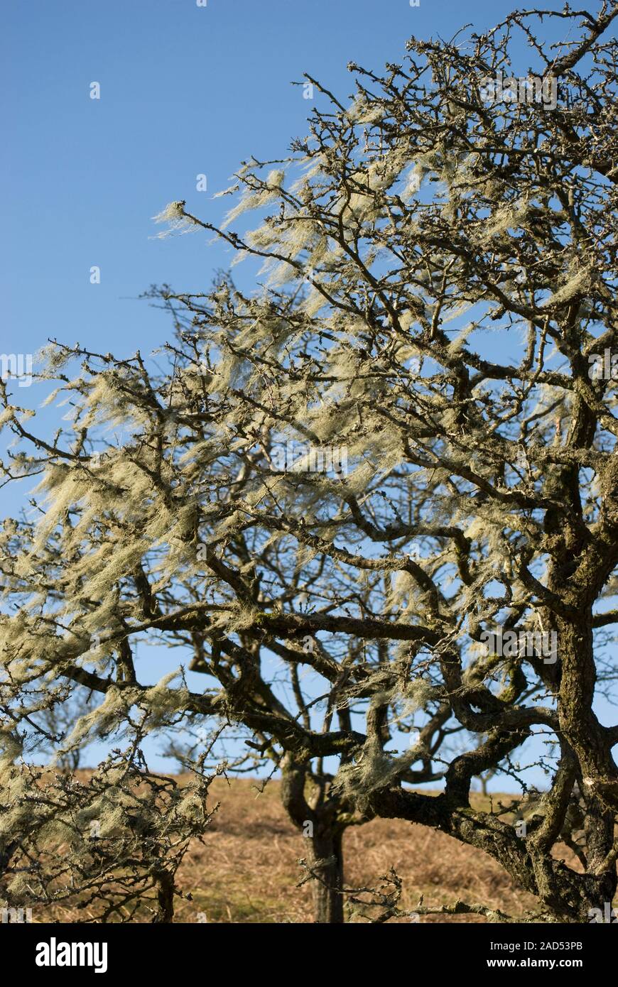 Lichen on hawthorn tree. Clusters of string-of-sausages lichen (Usnea ...