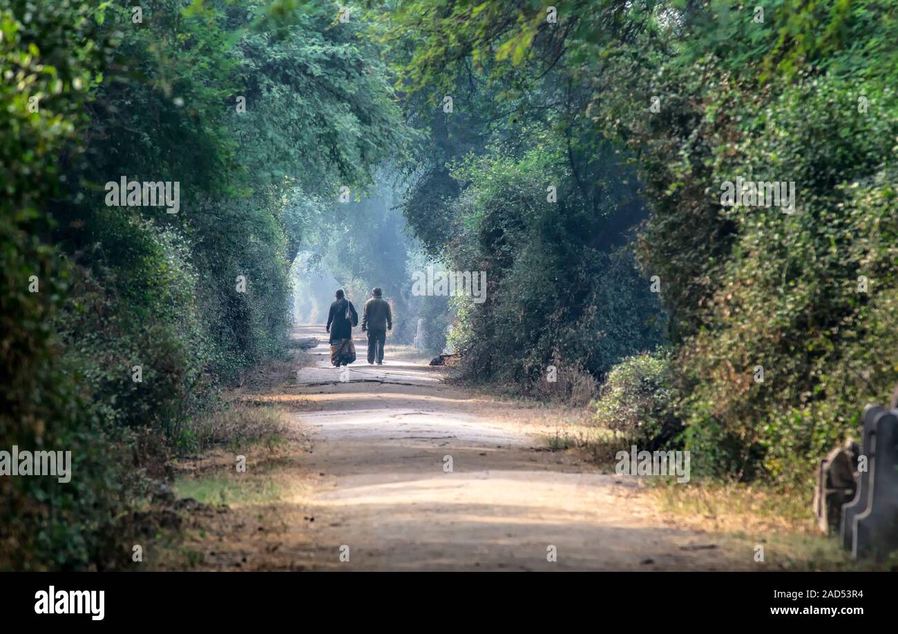 Couple walking along misty path. Man and woman walking along a tree ...