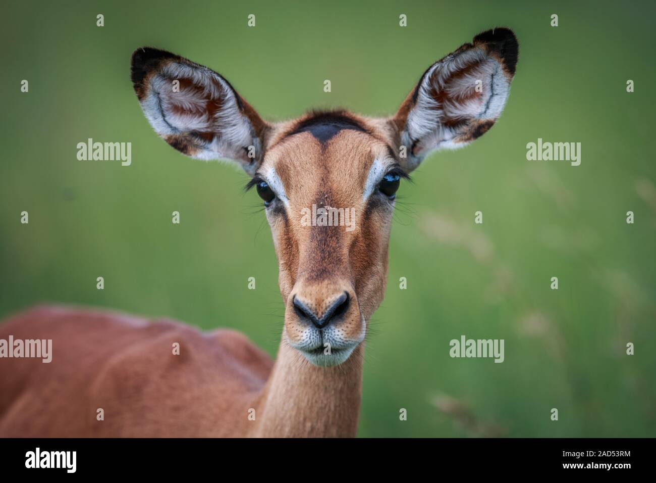 Female Impala starring at the camera Stock Photo - Alamy