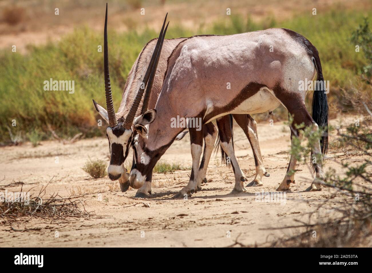 Black and white gemsbok hi-res stock photography and images - Alamy